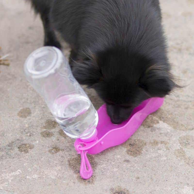 Köp Vattenflaska Millie Rosa 500ml - Wermlands Djur & Natur