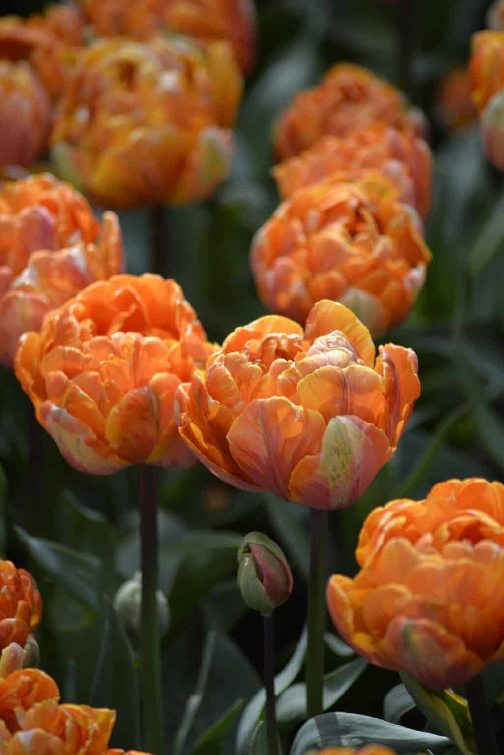 Köp Tulpan Orange Princess - Wermlands Djur & Natur
