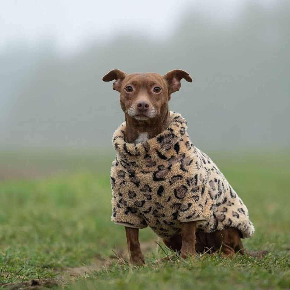 Köp Tröja Teddy Leopard 28 cm - Wermlands Djur & Natur